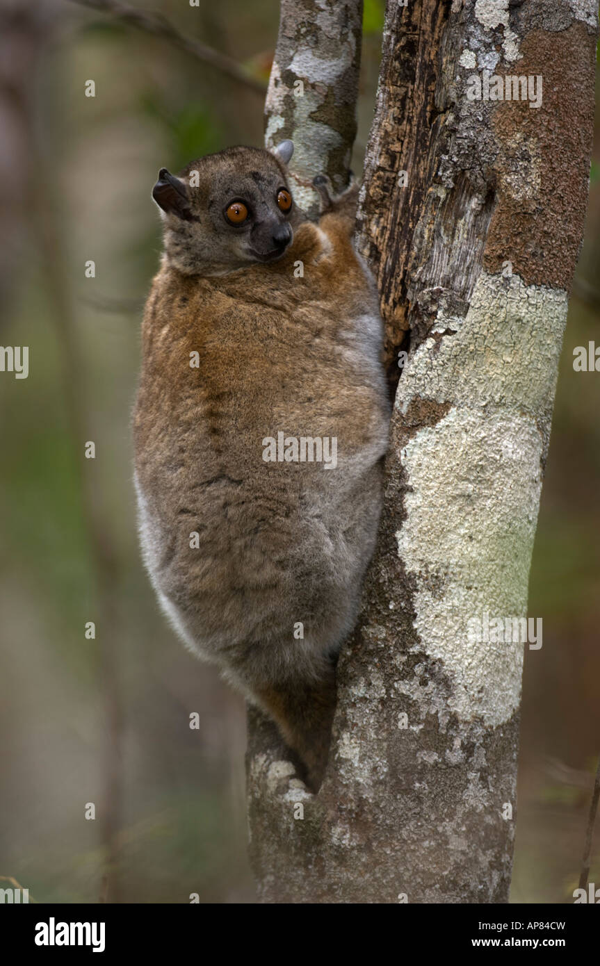 Red-tailed sportive lemur in a tree hole, Lepilemur ruficaudatus ...