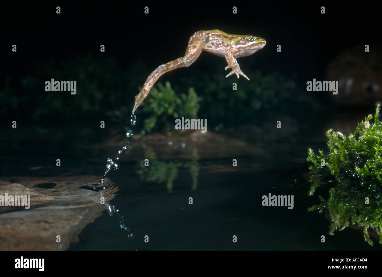 Frog jumping lake hi-res stock photography and images - Alamy