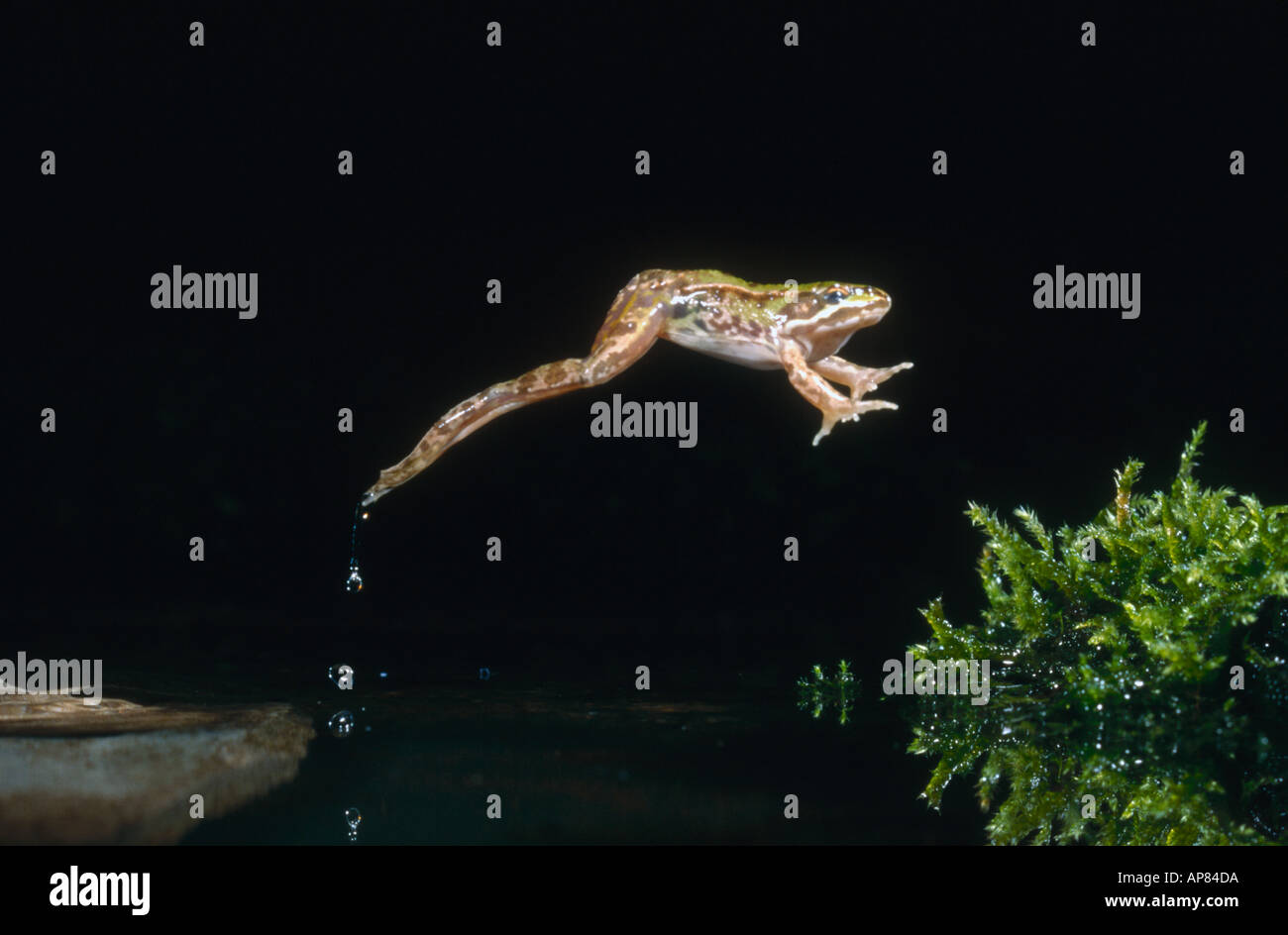 Jumping over barrier hi-res stock photography and images - Alamy