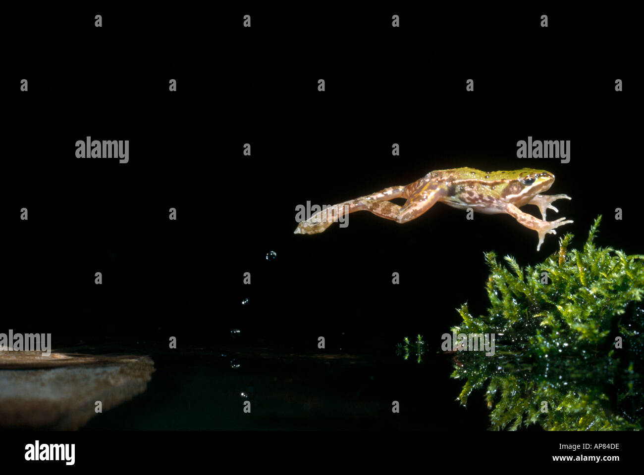 Frog jumping over lake Stock Photo - Alamy