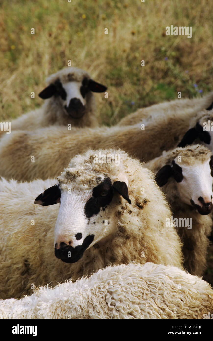 Sheep on smallholding hi-res stock photography and images - Alamy
