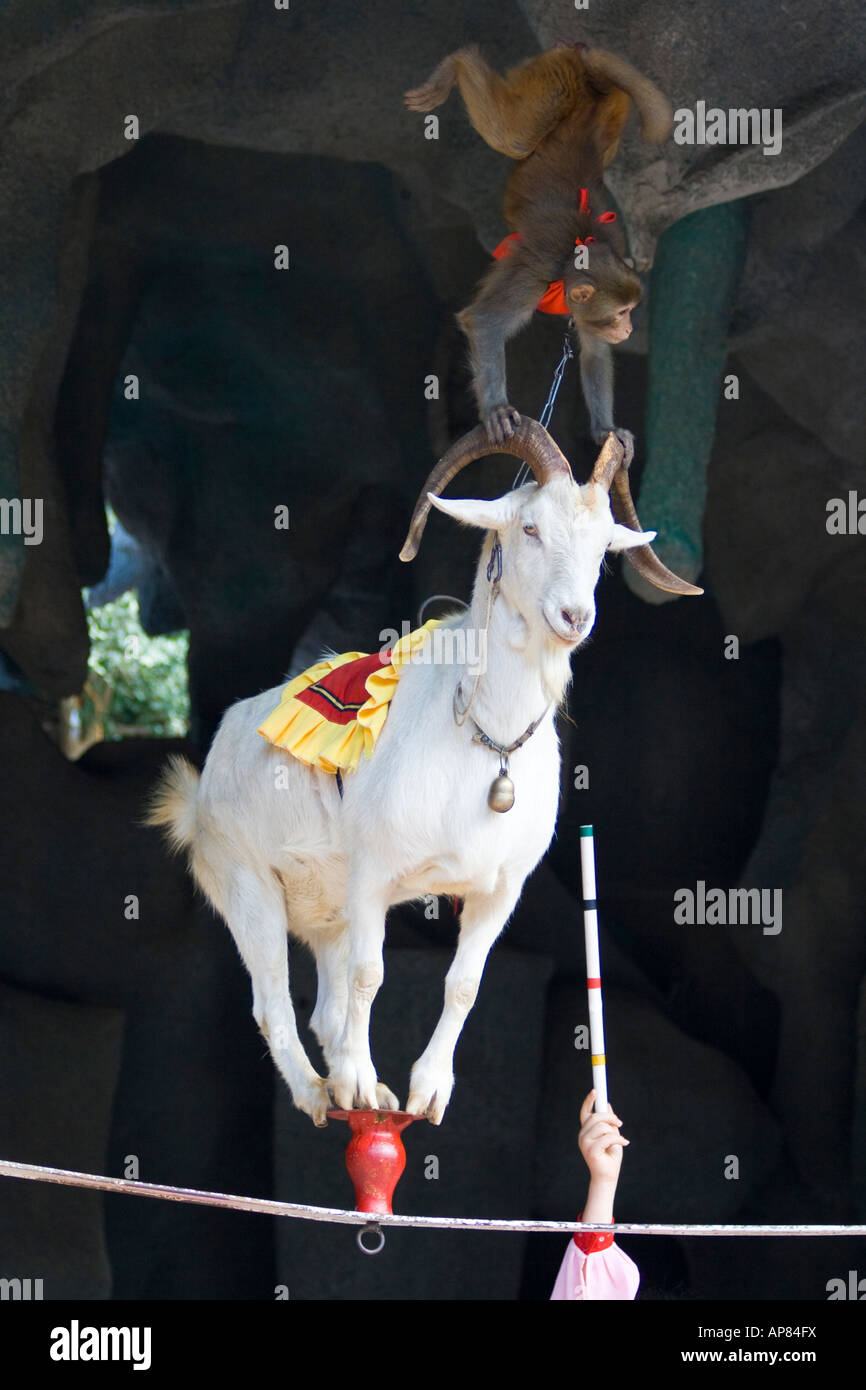 Guangxi or Macaca Mulatta Monkey on a Mountain Goat Monkey Island ...