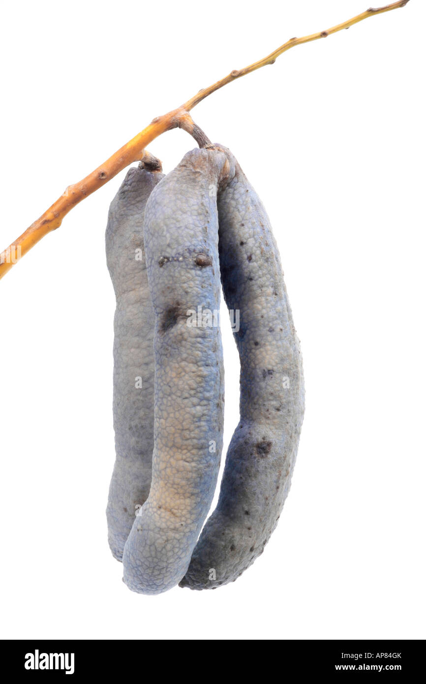 Decaisnea hi-res stock photography and images - Alamy