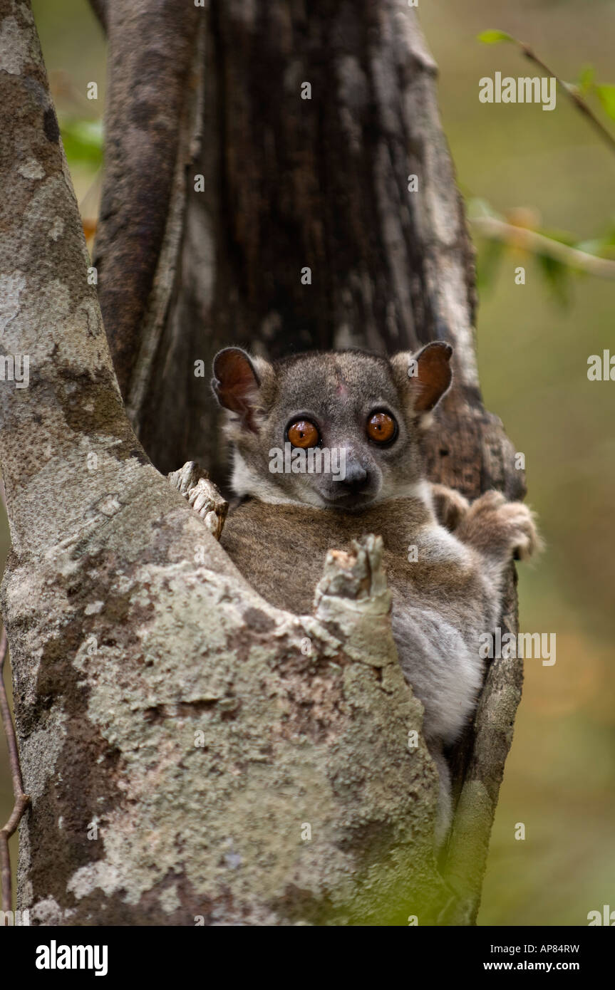 Red-tailed sportive lemur in a tree hole, Lepilemur ruficaudatus ...