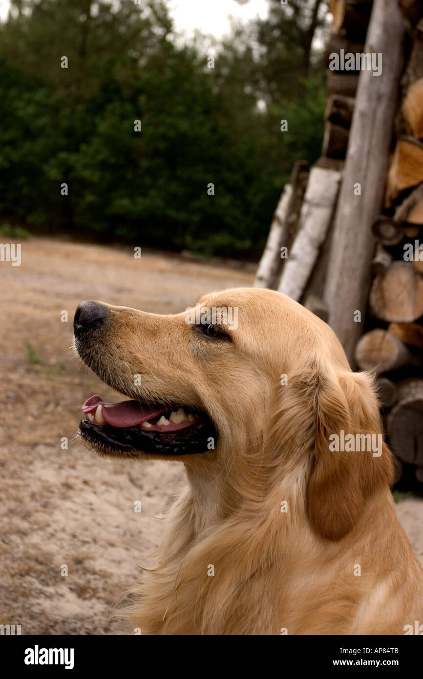 dog head and eyes and open mouth with tongue Stock Photo - Alamy