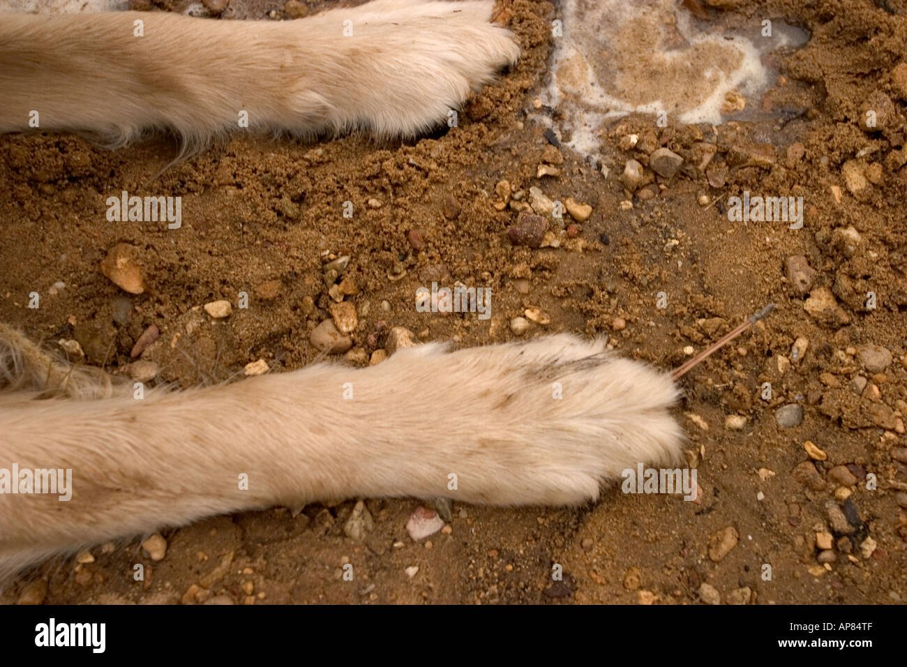 dog leg and feet details Stock Photo - Alamy