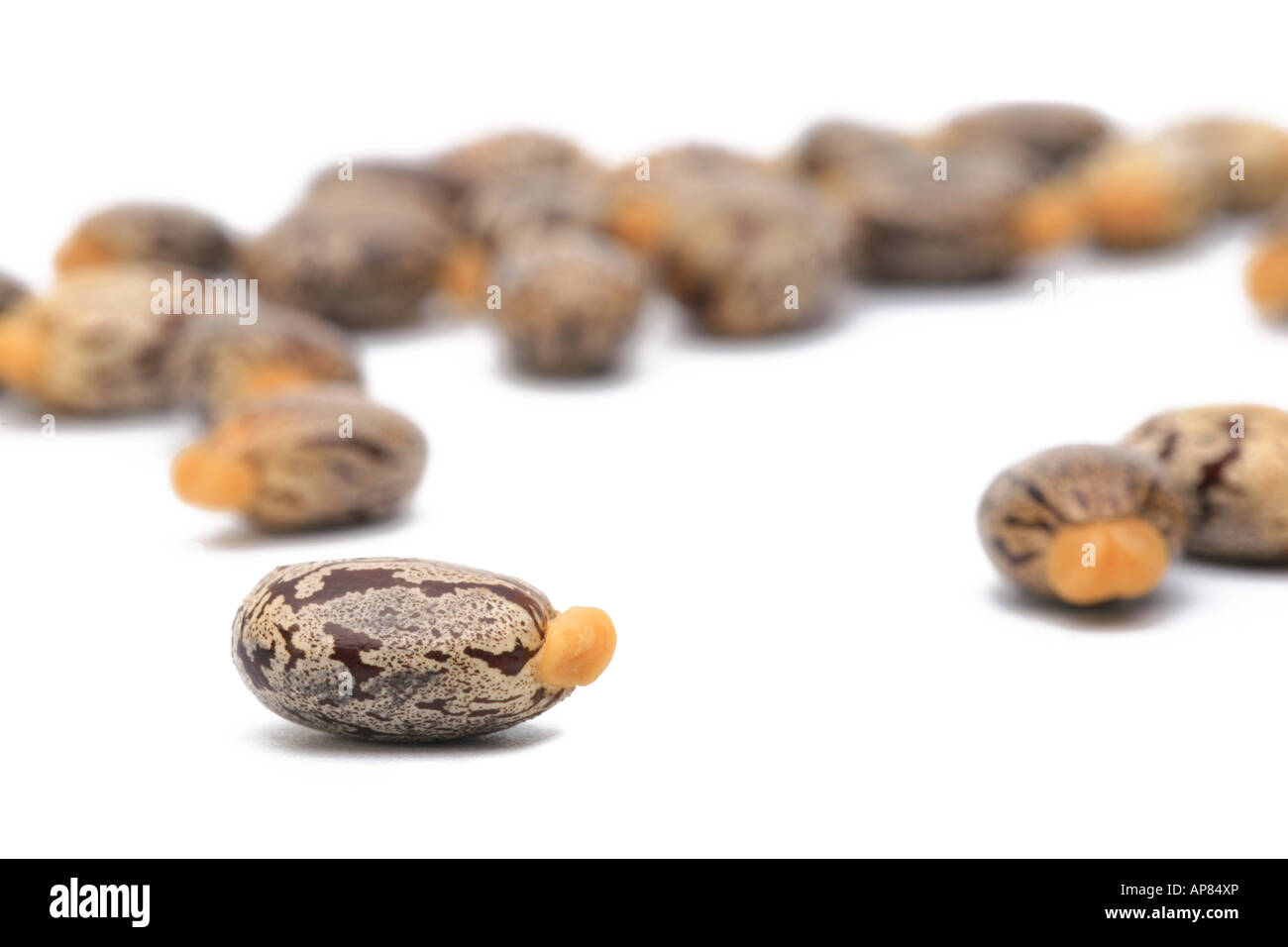 castor oil plant ricin Castor bean Ricinus communis seeds includes ...