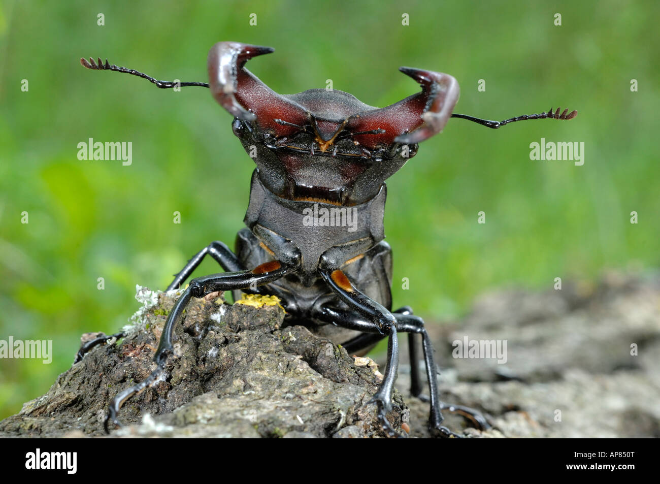 Stag Beetle (Lucanus cervus) male front view Stock Photo - Alamy