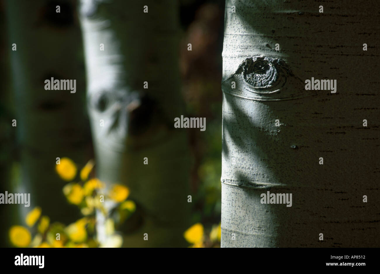 Detail of tree trunk Stock Photo - Alamy