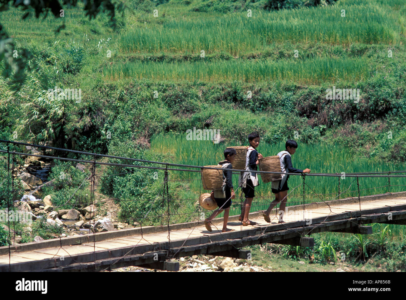 Black Hmong boys walking across a rural footbridge amidst lush paddy ...