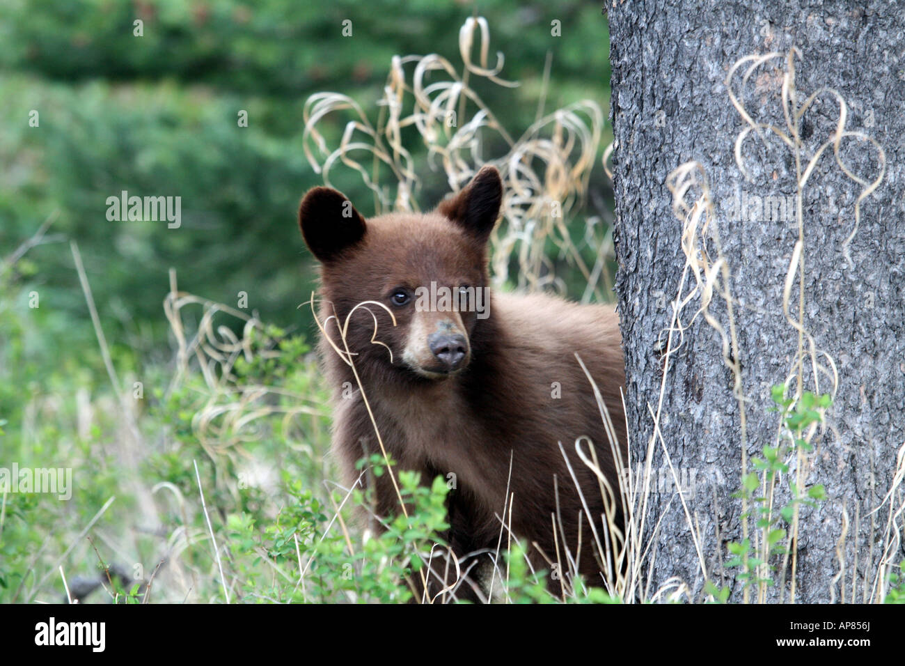 Bear cub hi-res stock photography and images - Alamy