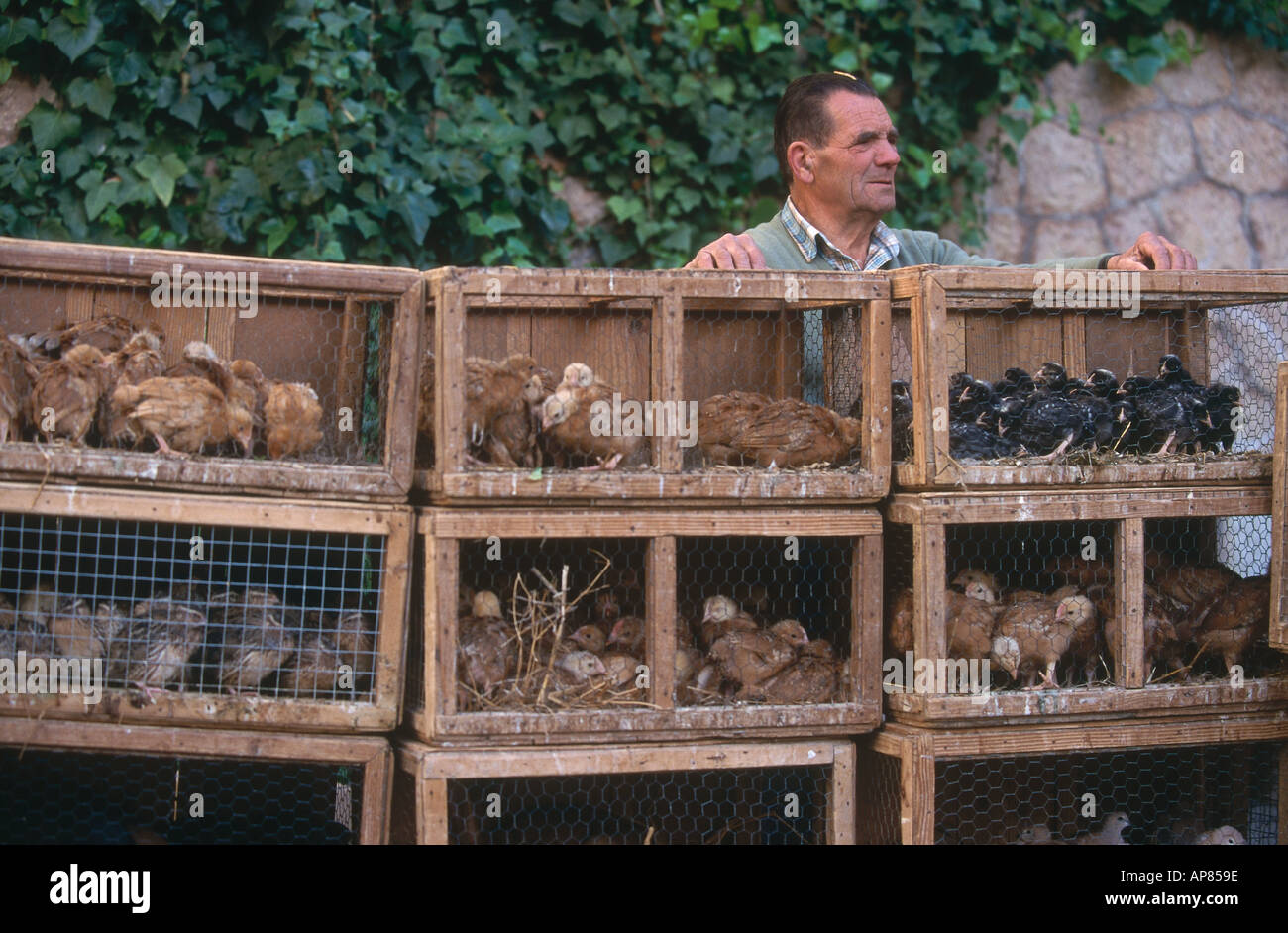 Man standing behind chicken poultry cages Majorca Balearic Islands ...