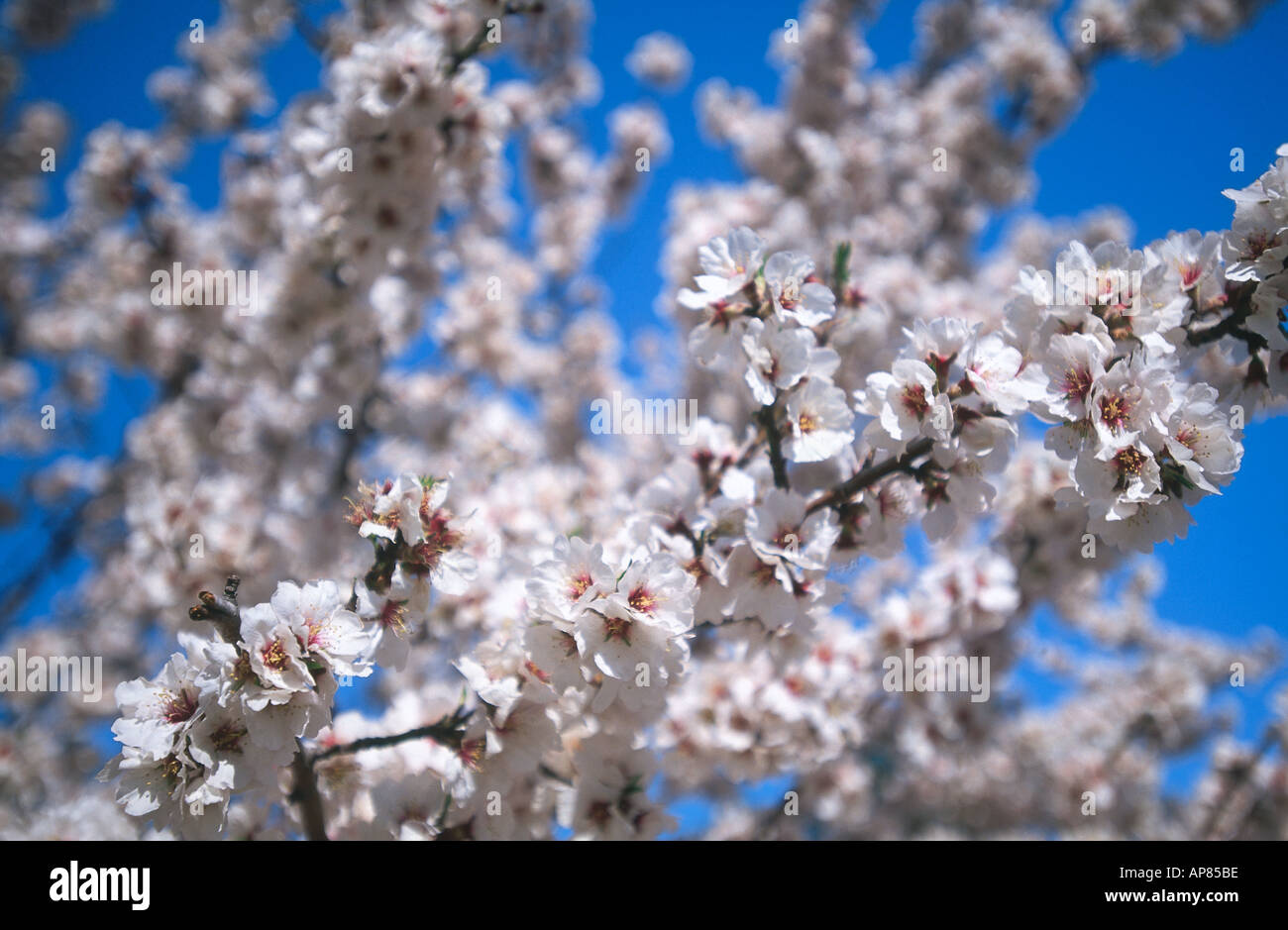 Almond tree branch flowers hi-res stock photography and images - Alamy
