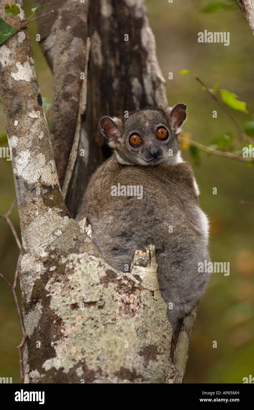 Red-tailed sportive lemur in a tree hole, Lepilemur ruficaudatus ...