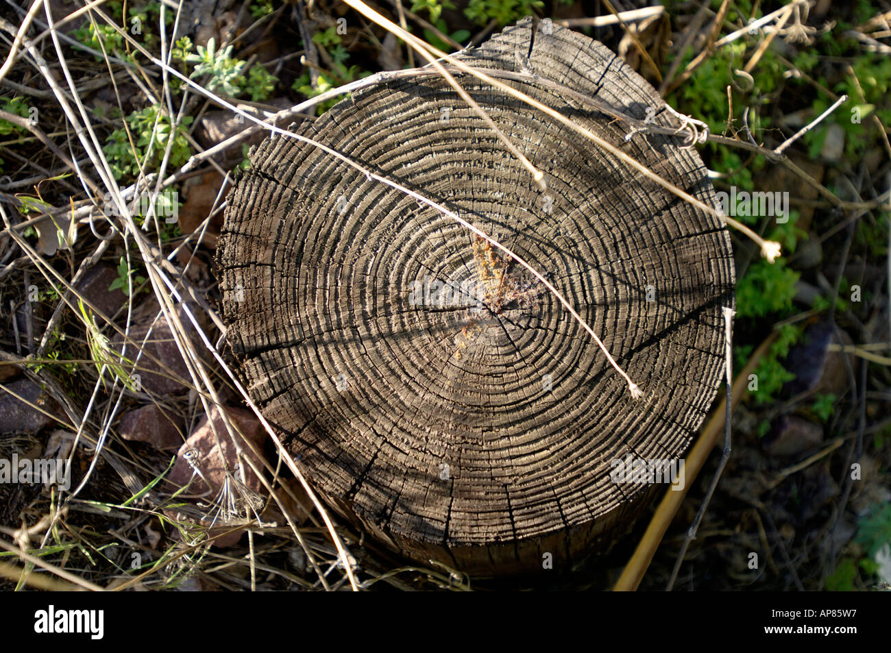 Tree stump with rings surrounded by foliage Stock Photo - Alamy