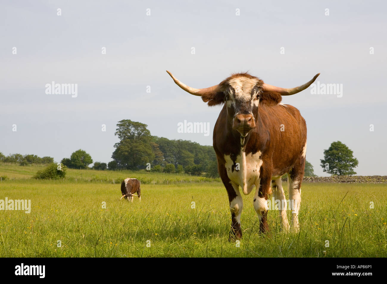 Long Horn cattle in field in English countryside setting Stock Photo ...