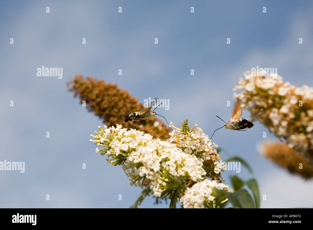 Hawk moths hi-res stock photography and images - Alamy