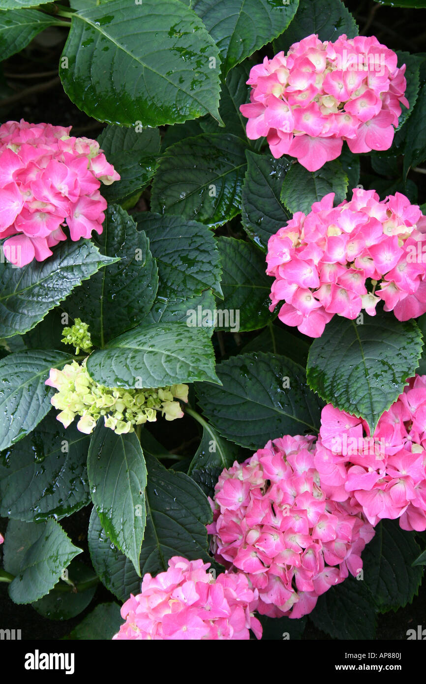 George rose hi-res stock photography and images - Alamy