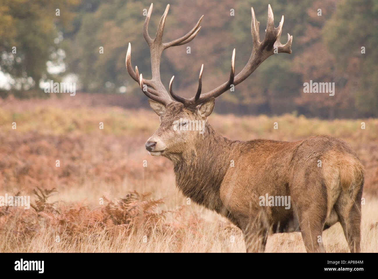 Deer stag male antler hi-res stock photography and images - Alamy