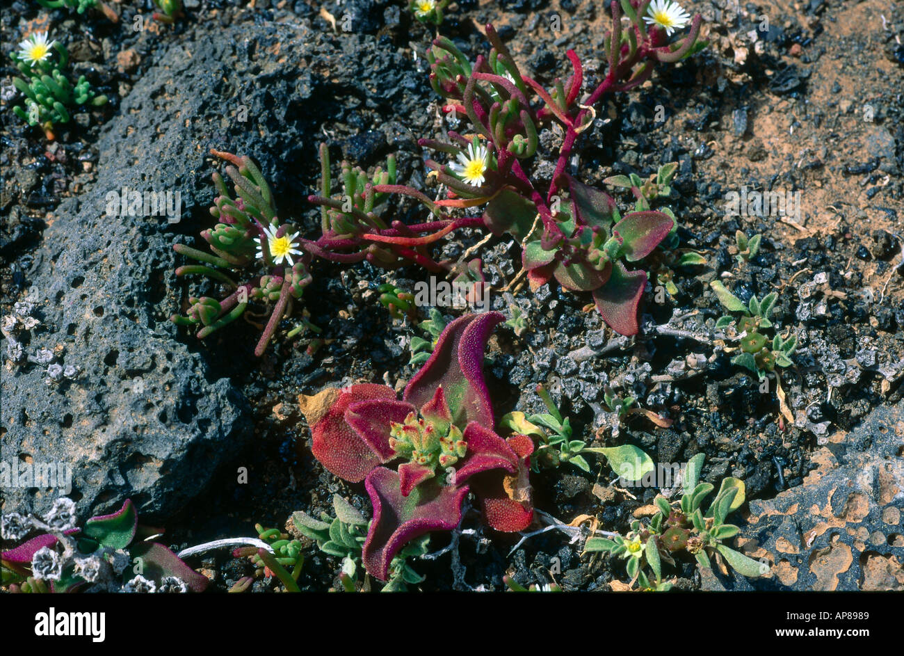 Common Ice Plant (Mesembryanthemum crystallinum) flowers blooming in ...
