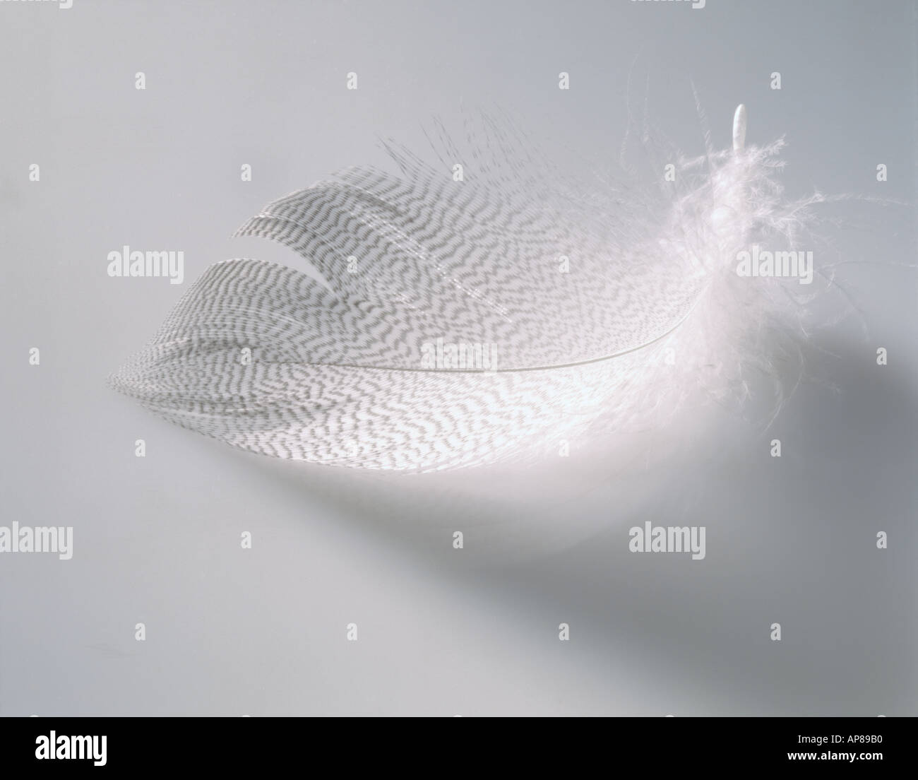 Spotty feather hi-res stock photography and images - Alamy