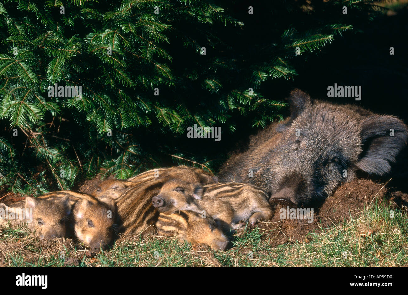 Wild boar sleeping in forest hi-res stock photography and images - Alamy