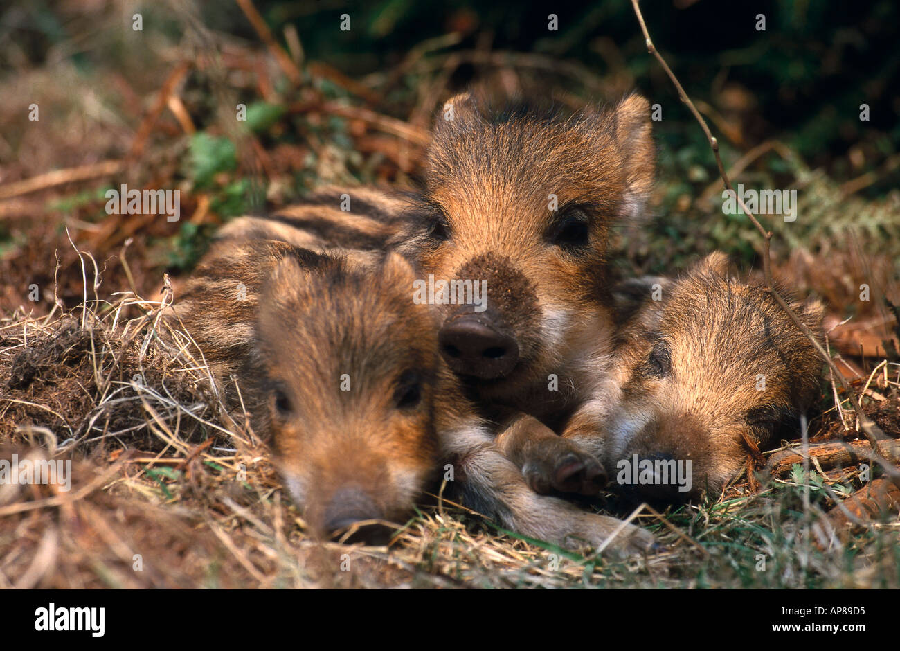 Wild boar sleeping in forest hi-res stock photography and images - Alamy