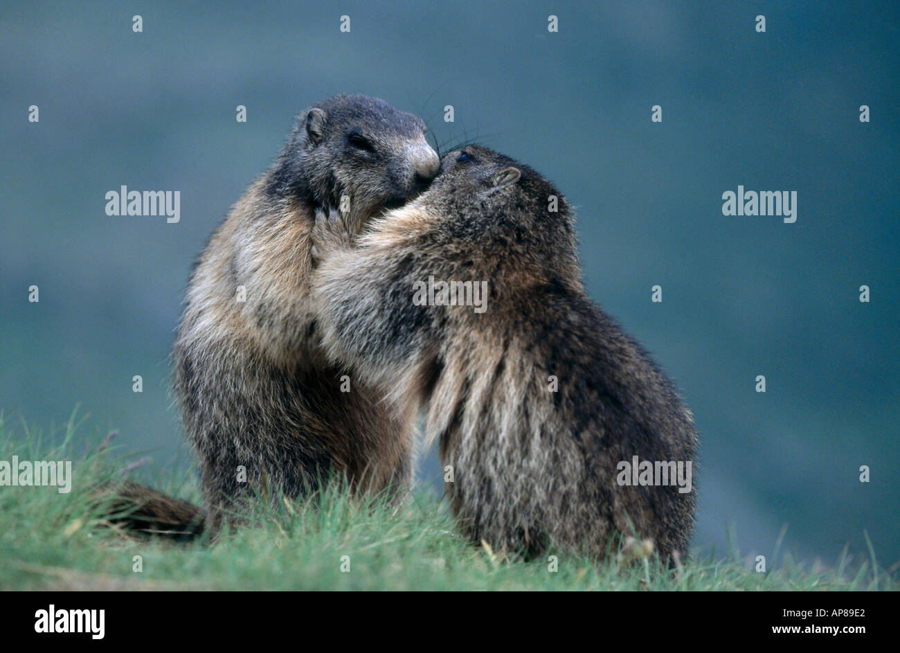 Two Groundhogs (Marmota monax) playing on mountain Stock Photo - Alamy