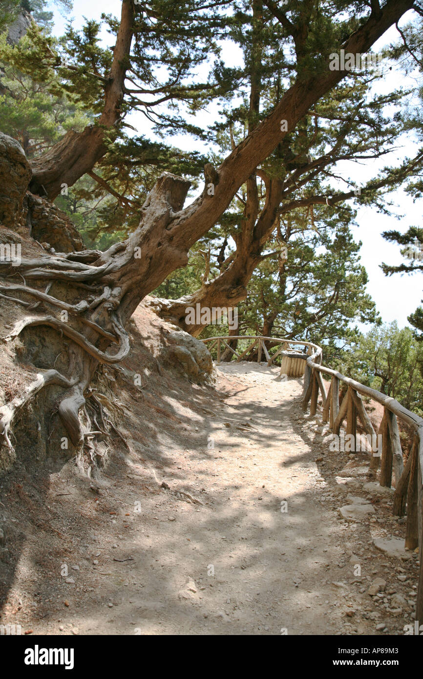 Calabrian pine trees overhang the Xyloscali path into the Samaria Gorge ...