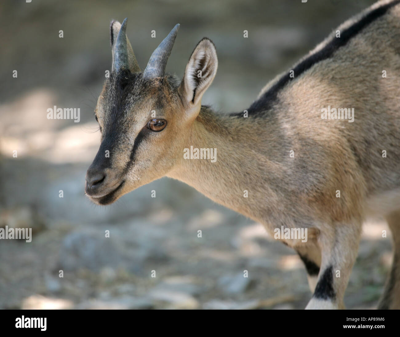 Young Agrimi Cretan Ibex Mountain Goat Kri Kri or Capra Aegagrus ...