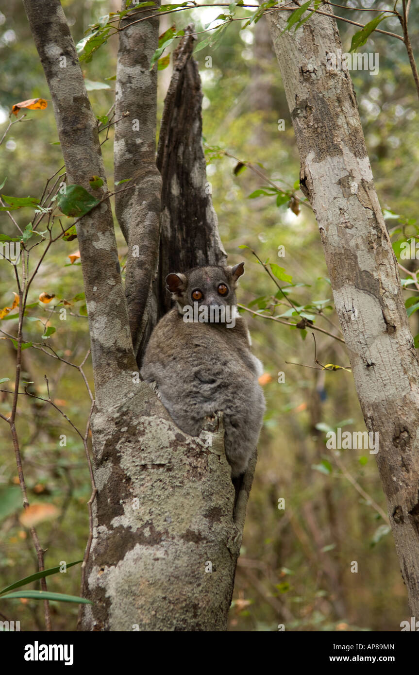Red-tailed sportive lemur in a tree hole, Lepilemur ruficaudatus ...