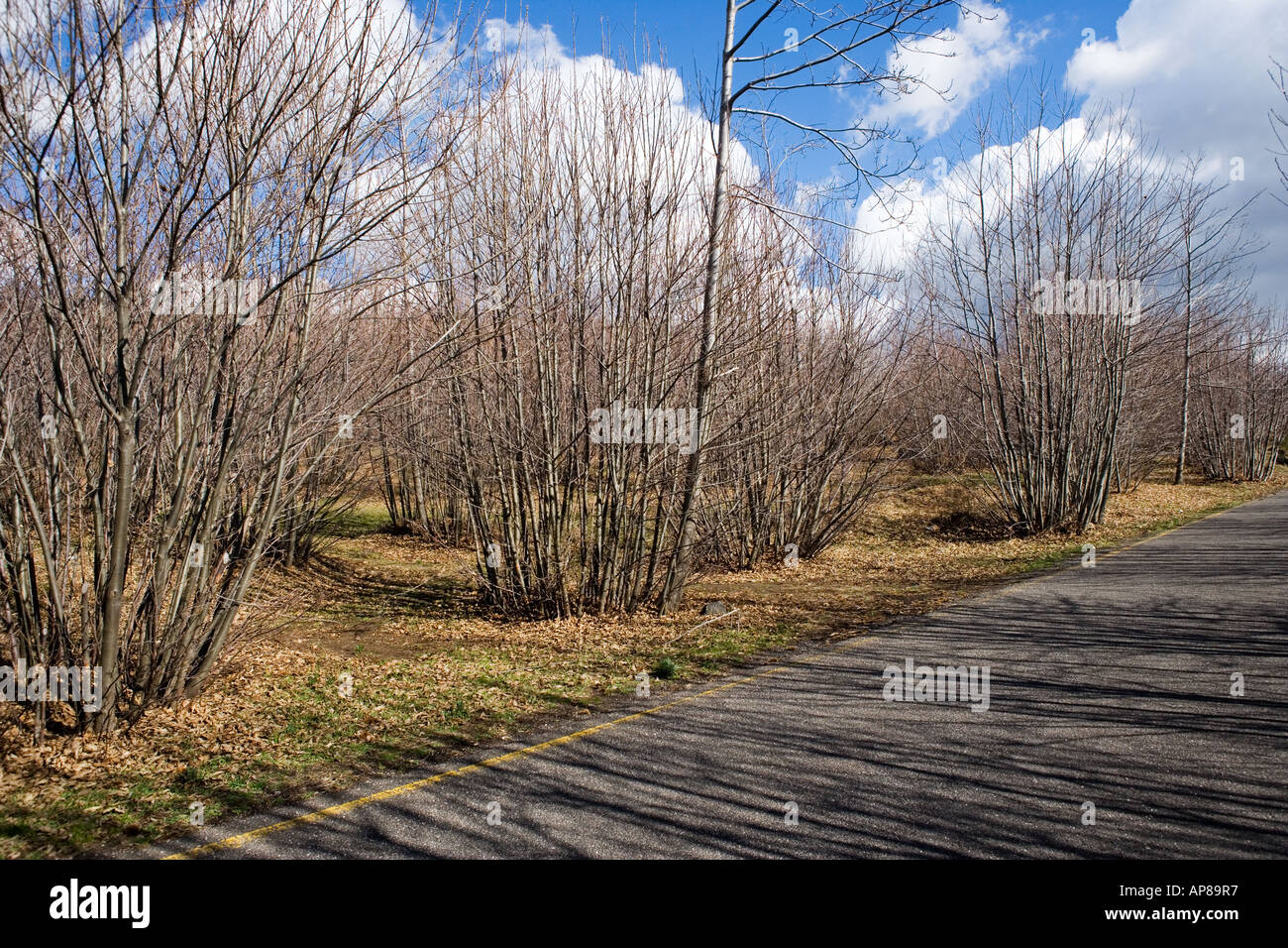 pollarded hazel trees Stock Photo - Alamy
