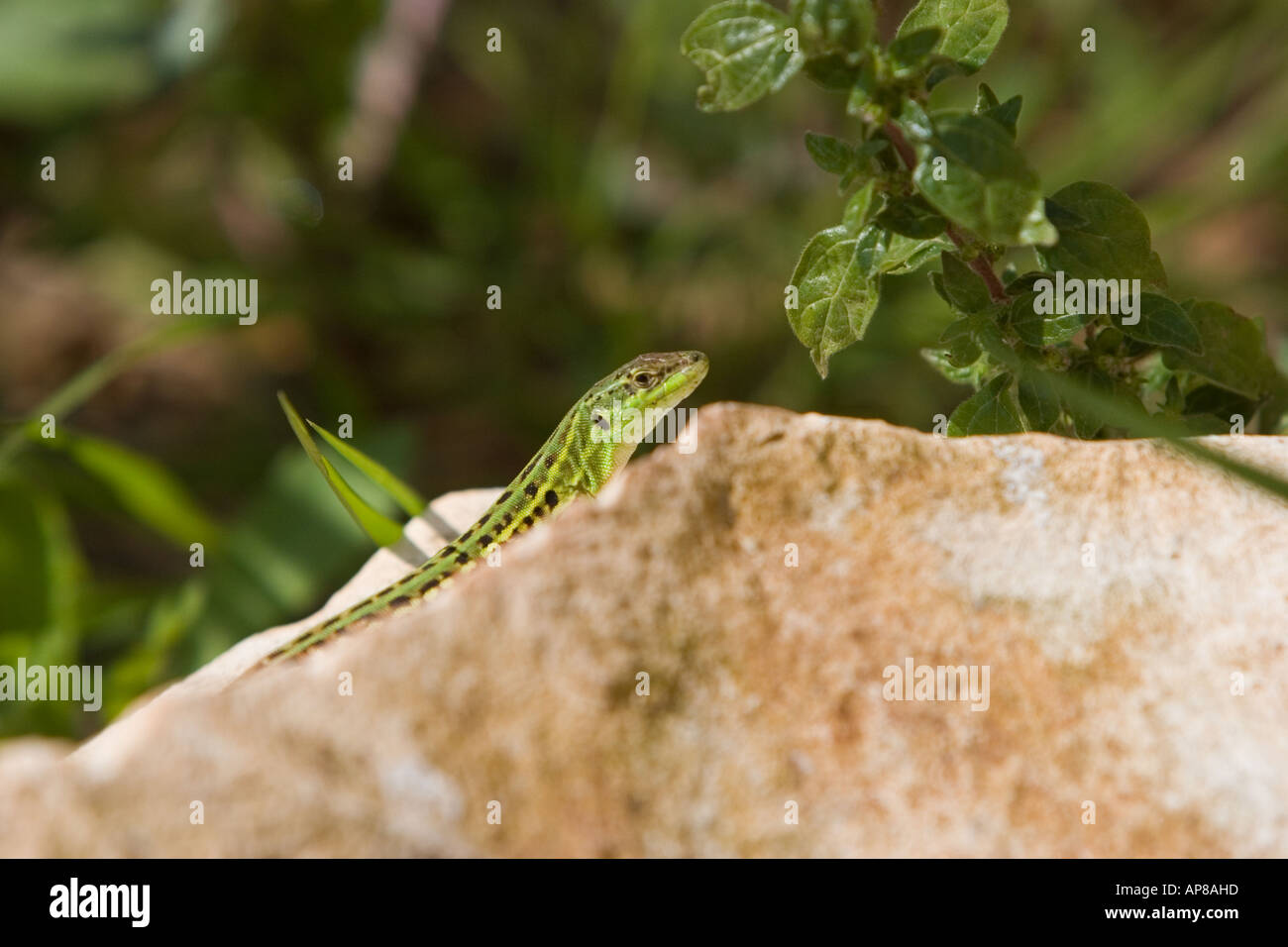 small green lizard sunbathing on a rock in sicily Stock Photo - Alamy