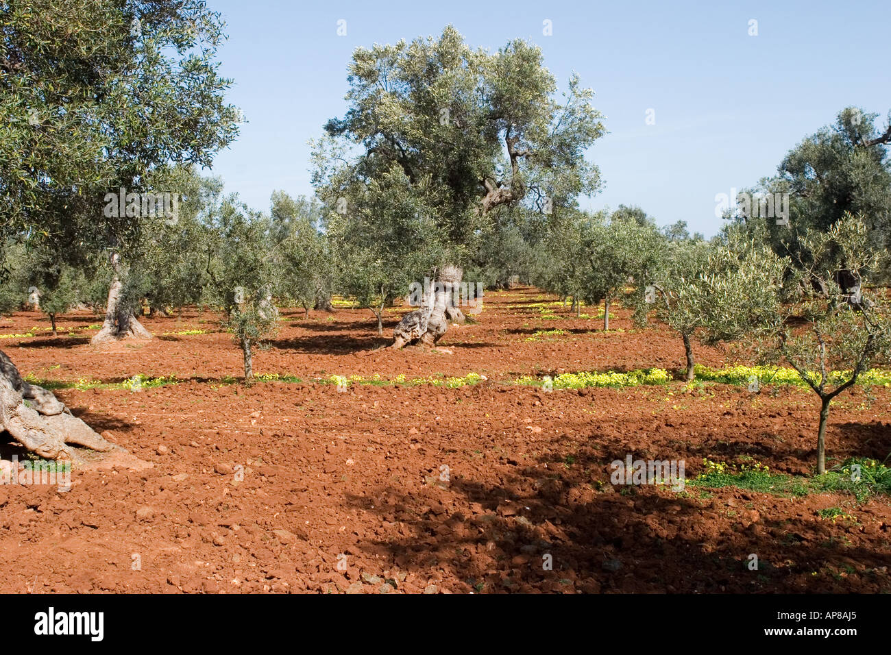 Olive grove on sunny hi-res stock photography and images - Alamy