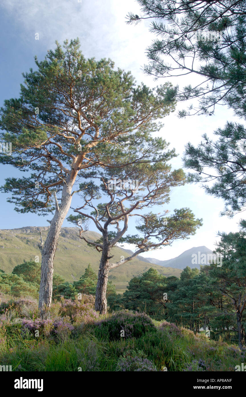 Native Scots Pine Trees, Wester Ross Stock Photo - Alamy