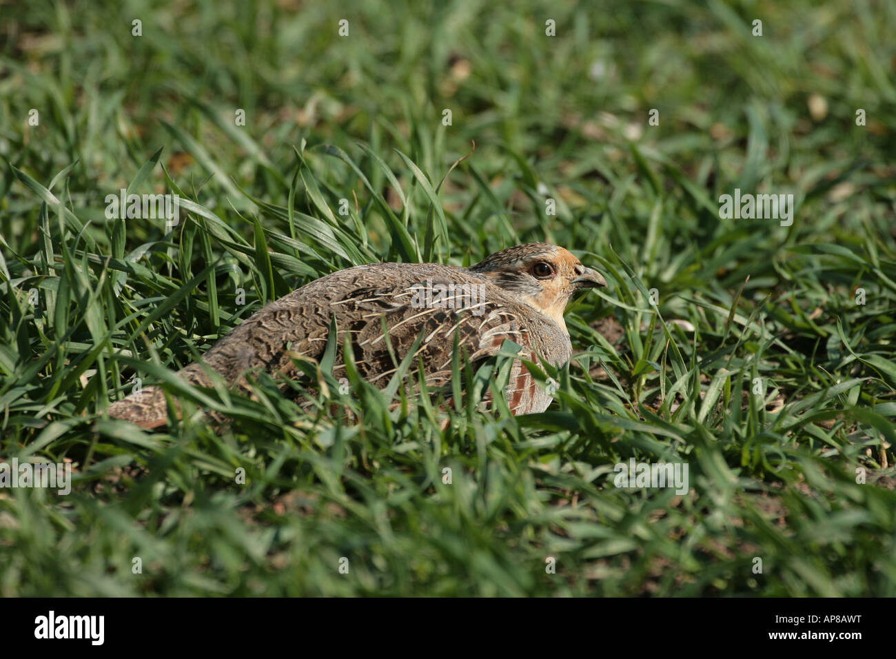 Grey Partridge Perdix perdix Stock Photo - Alamy