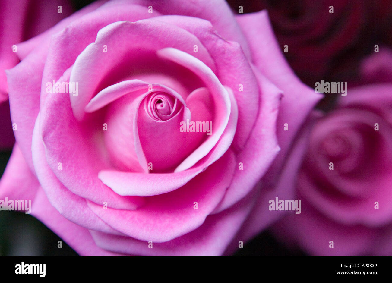 round wooden puzzle Stock Photo - Alamy
