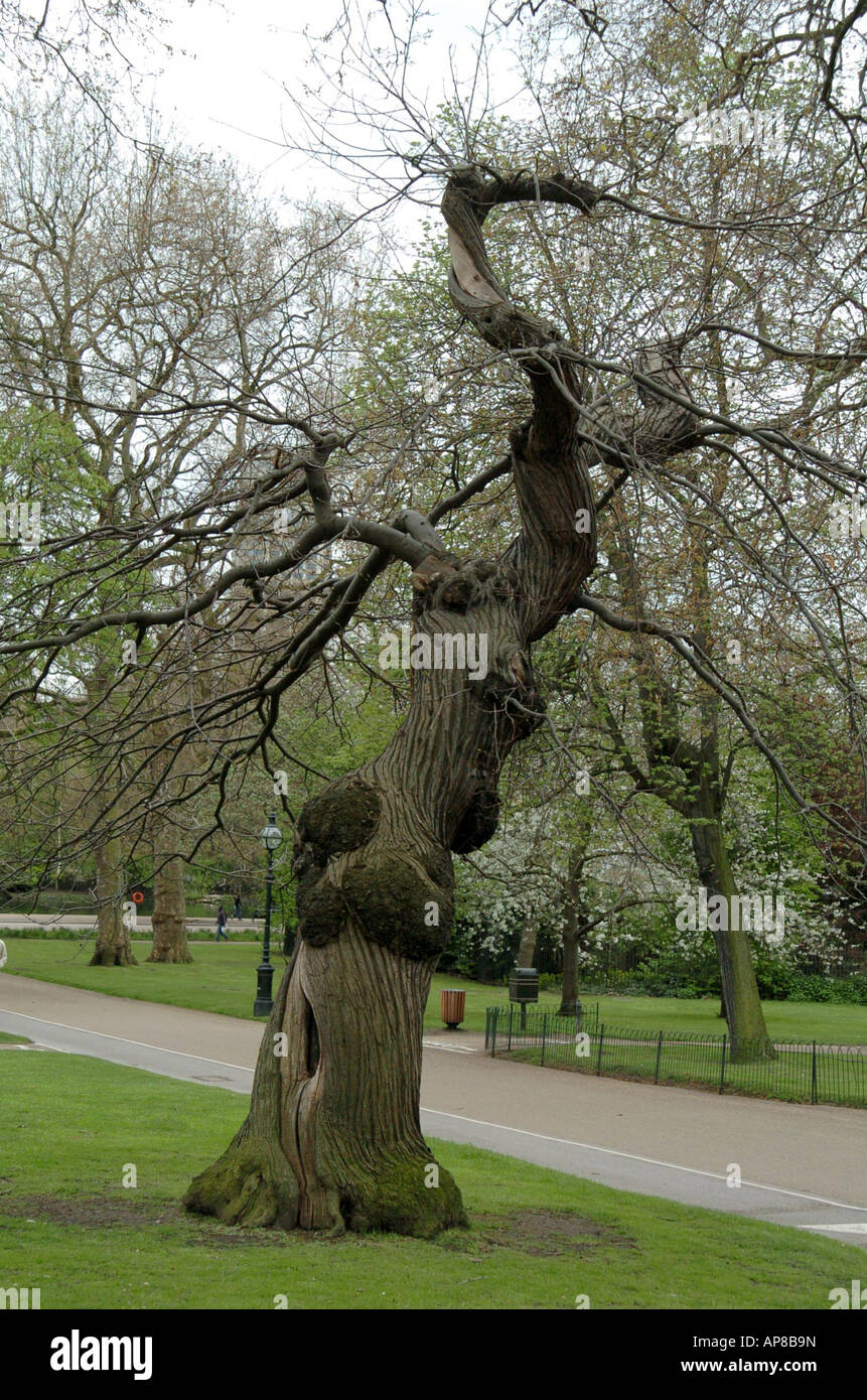 A tree in Hyde Park London England 20 04 2004 Stock Photo - Alamy