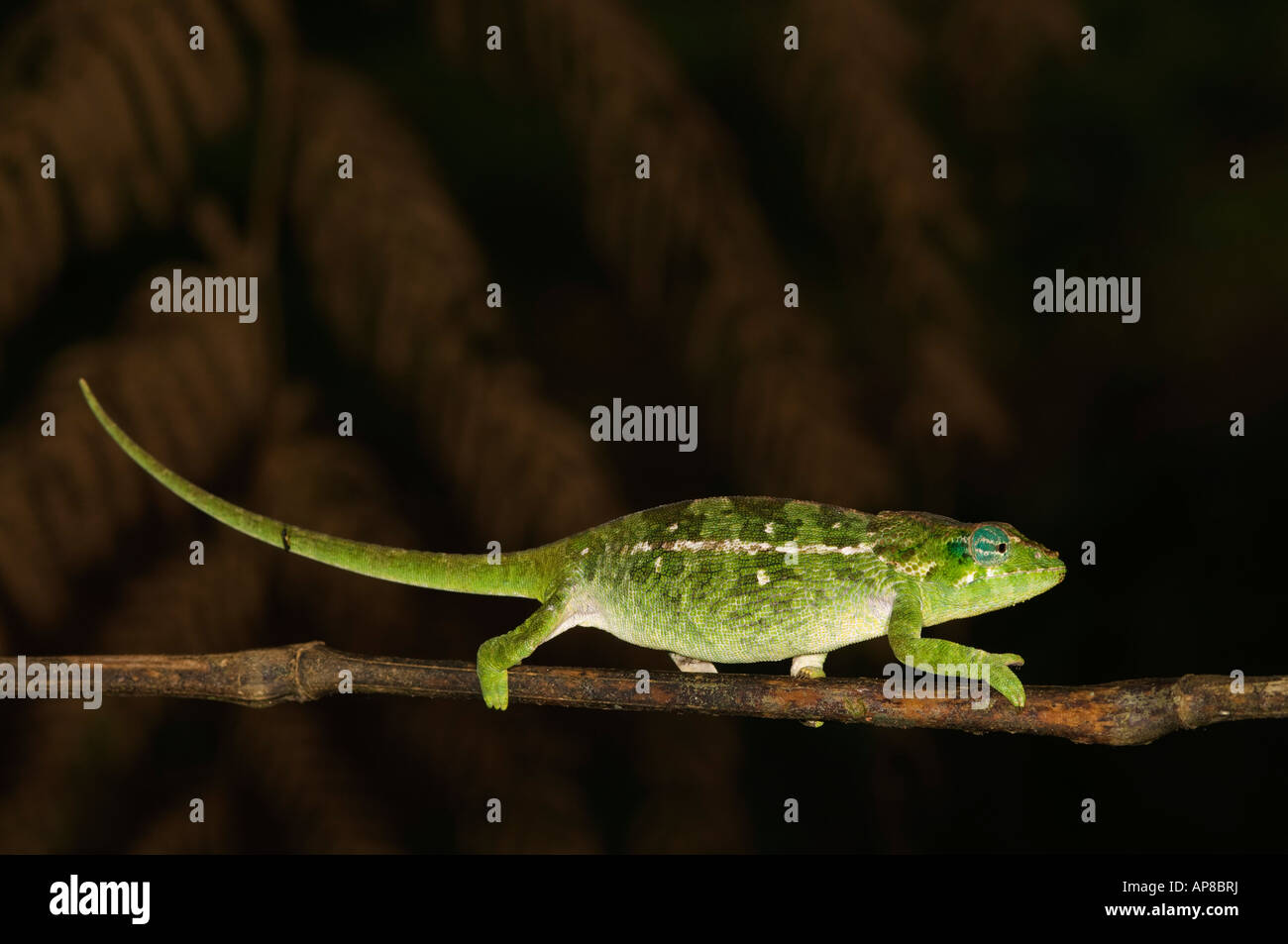 Short-horned chameleon, Calumma brevicornis, Montagne d'Ambre National ...