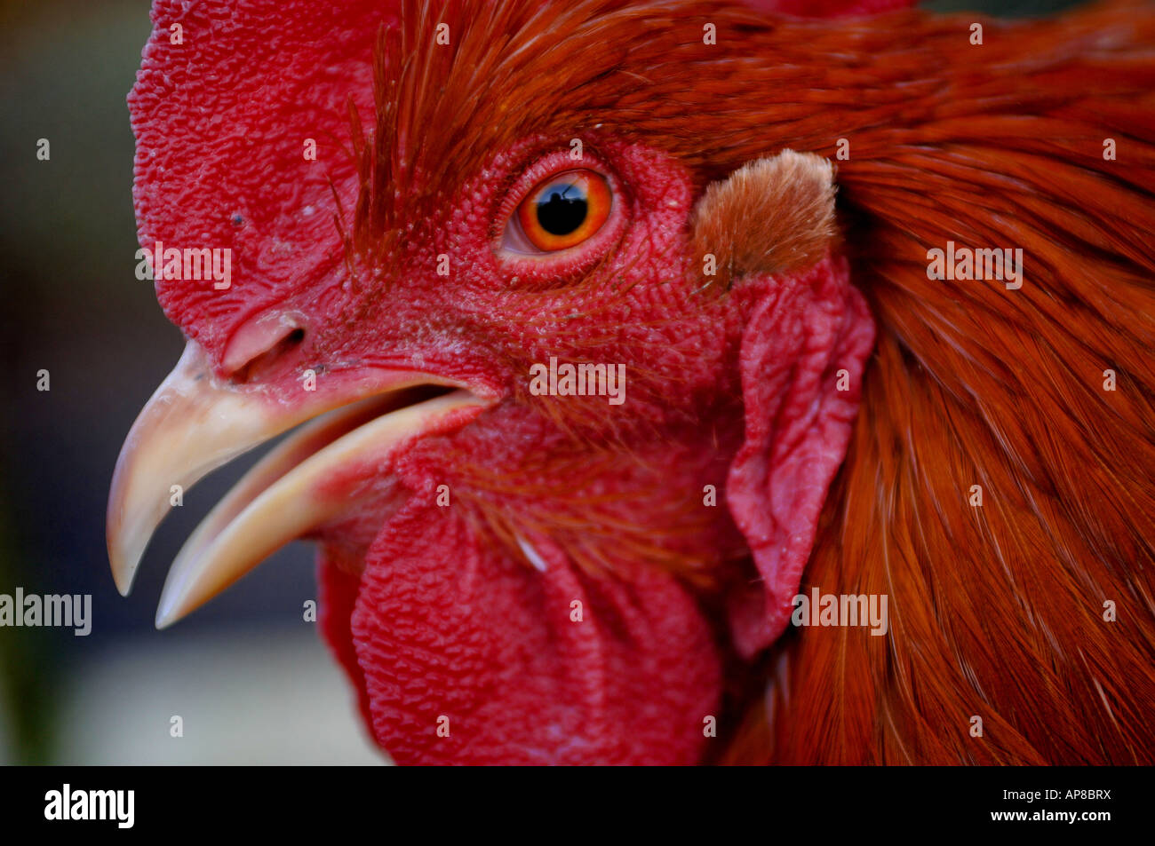 The face of a cockerel showing the eyes and beak Stock Photo - Alamy