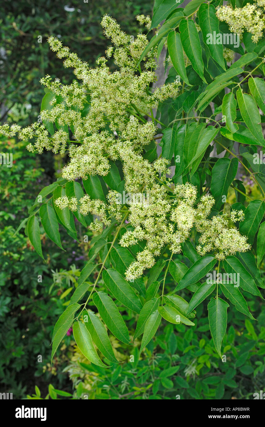 Ailanthus altissima tree hi-res stock photography and images - Alamy
