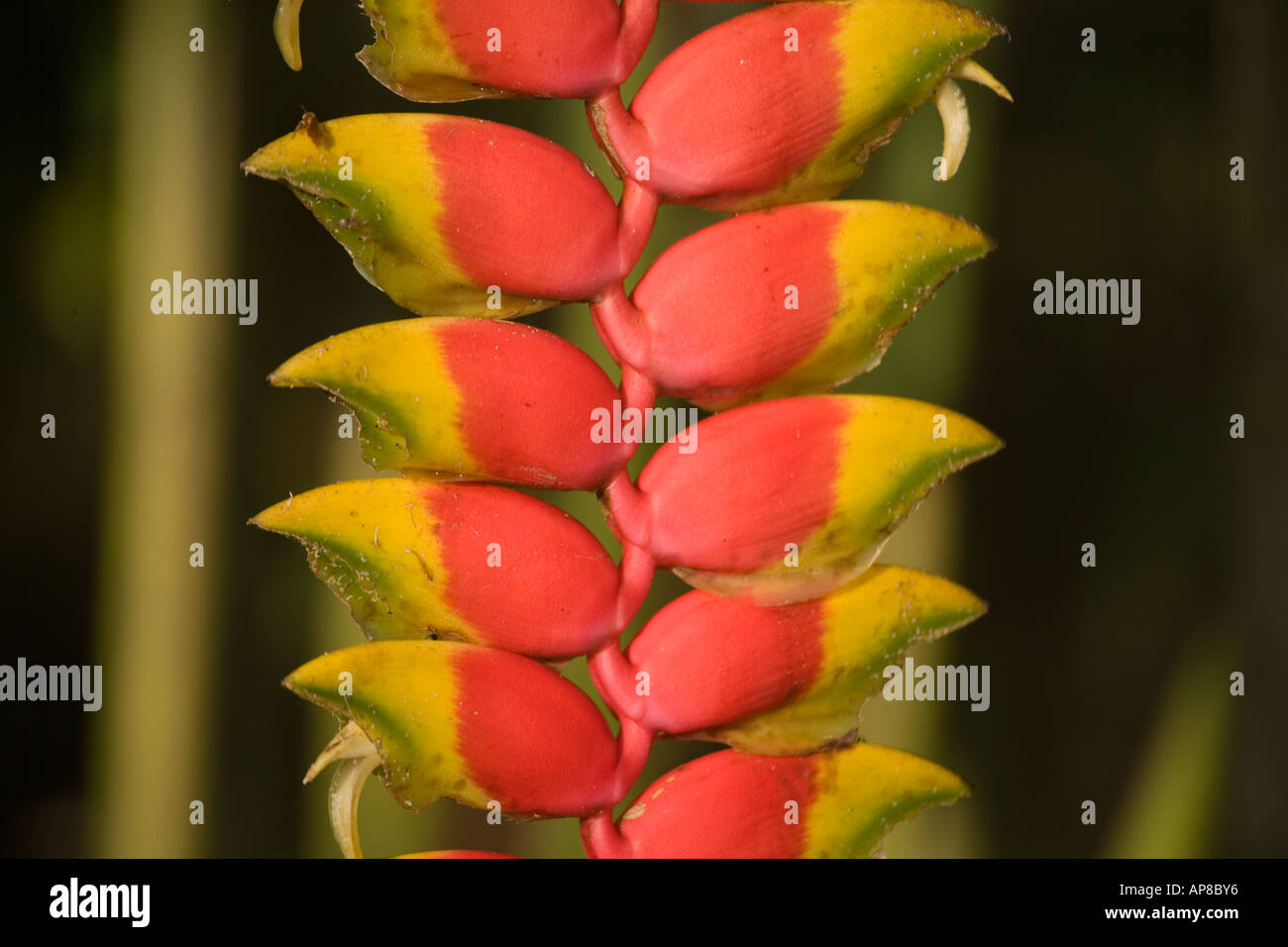 Yellow coloured heliconia hi-res stock photography and images - Alamy