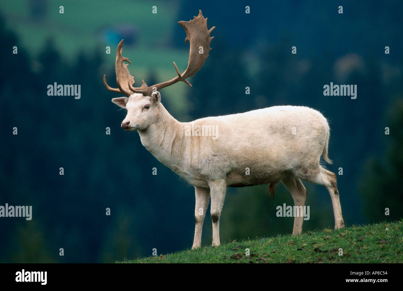 White fallow deer dama hi-res stock photography and images - Alamy