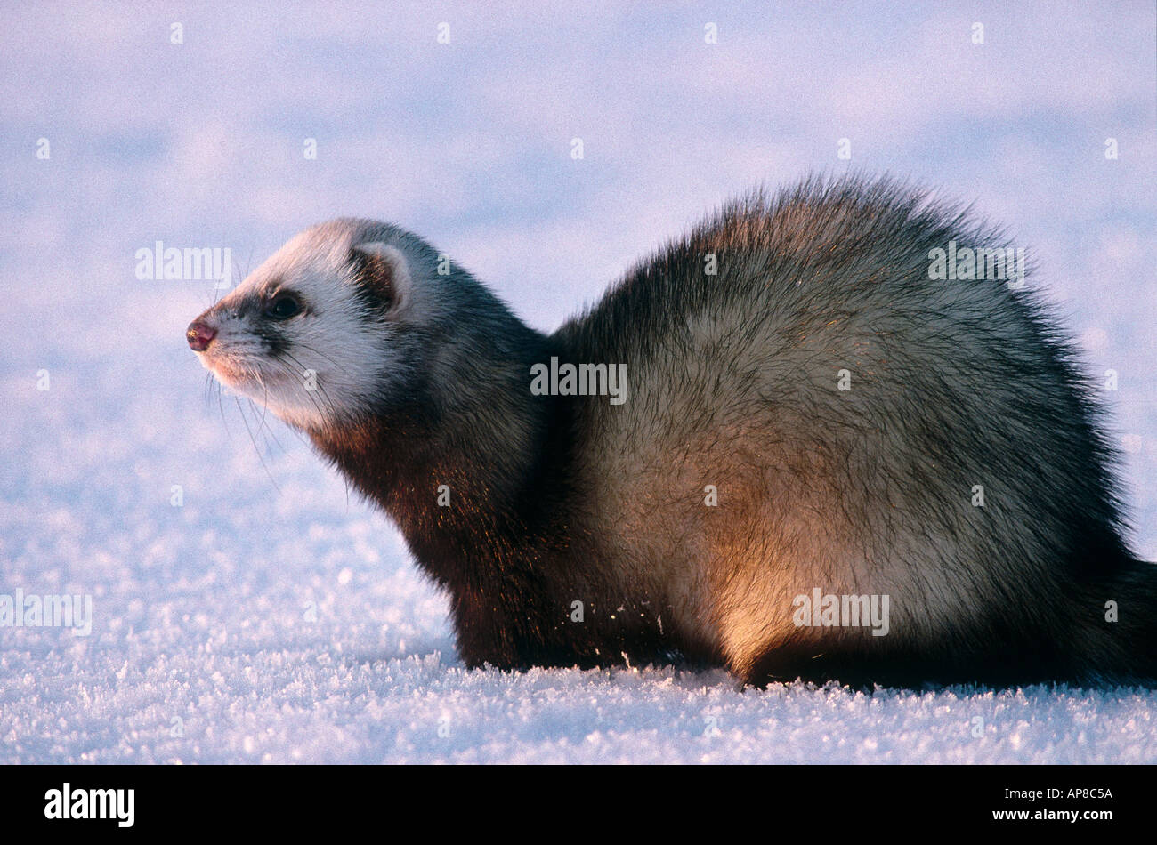 Polecat in winter hi-res stock photography and images - Alamy
