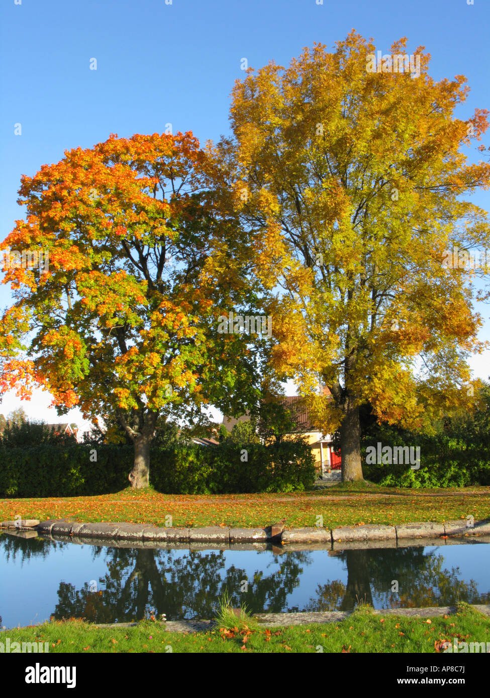 Autumn leaves in Sweden Stock Photo - Alamy