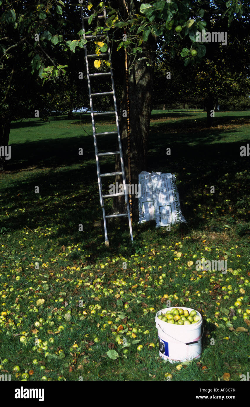 Ladder Resting Against Apple Tree Stock Photo - Alamy