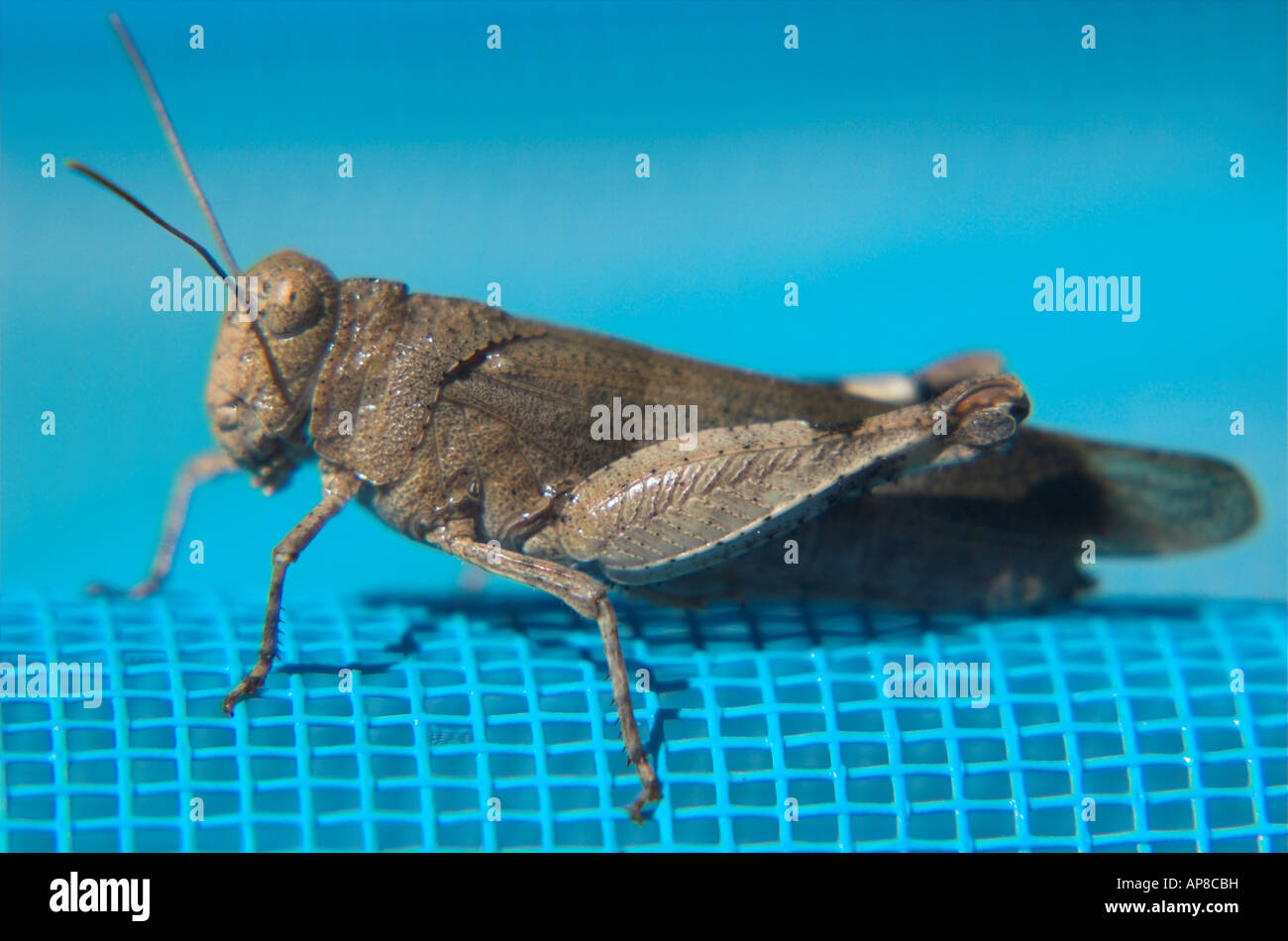 Do Grasshoppers Drink Water