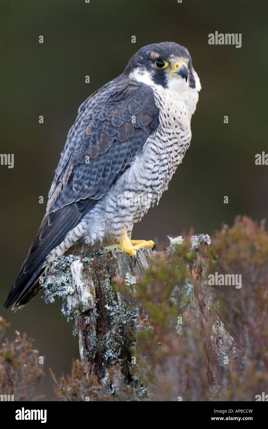 Falcon on shoulder hi-res stock photography and images - Alamy