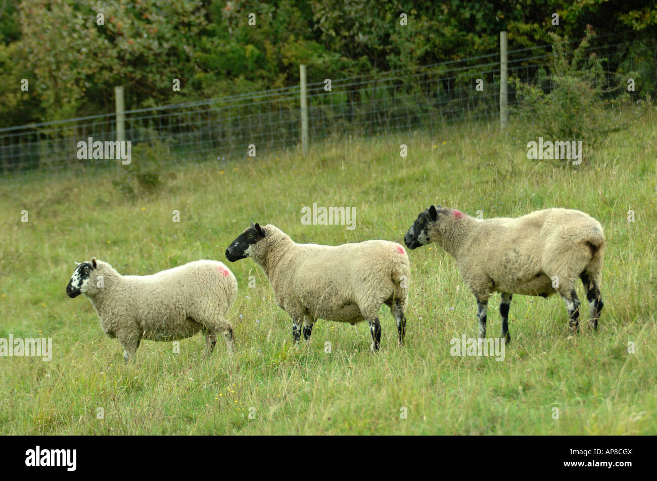 Beulah Sheep grazing at Aston Rowant National Nature Reserve Buckingham ...