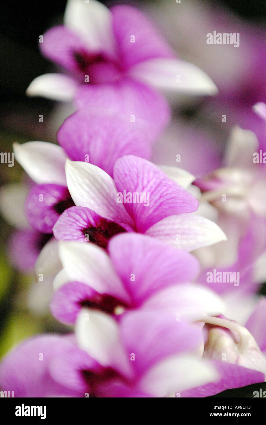 Multiple orchid blossoms hi-res stock photography and images - Alamy
